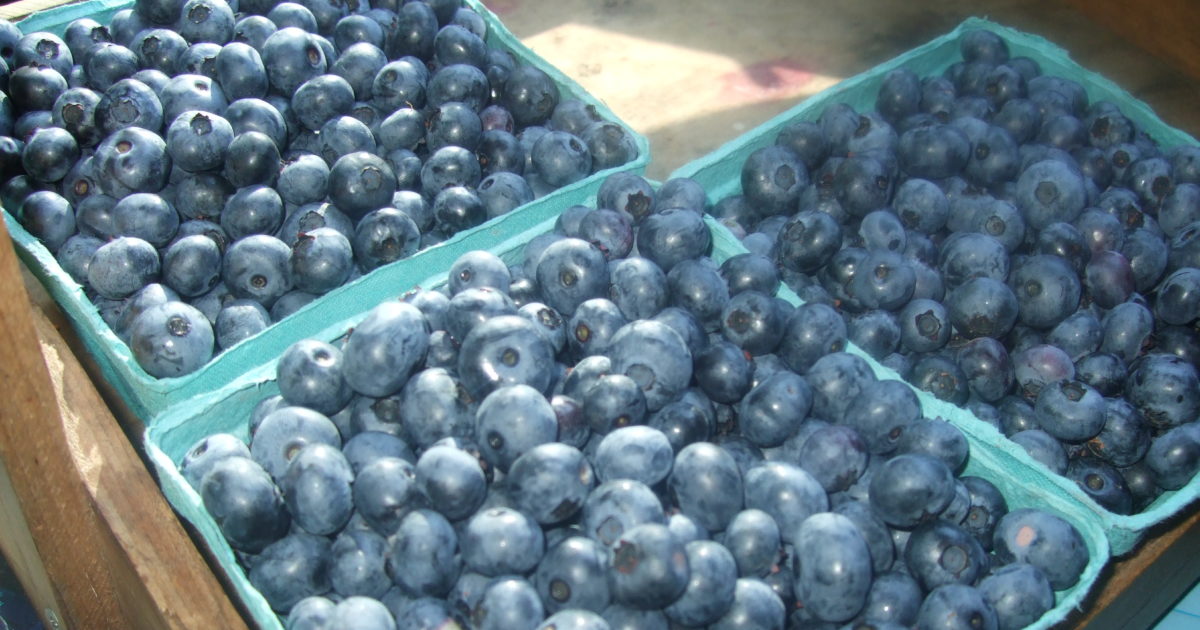 Blueberry-Maple Preserves - Pomona's Universal Pectin